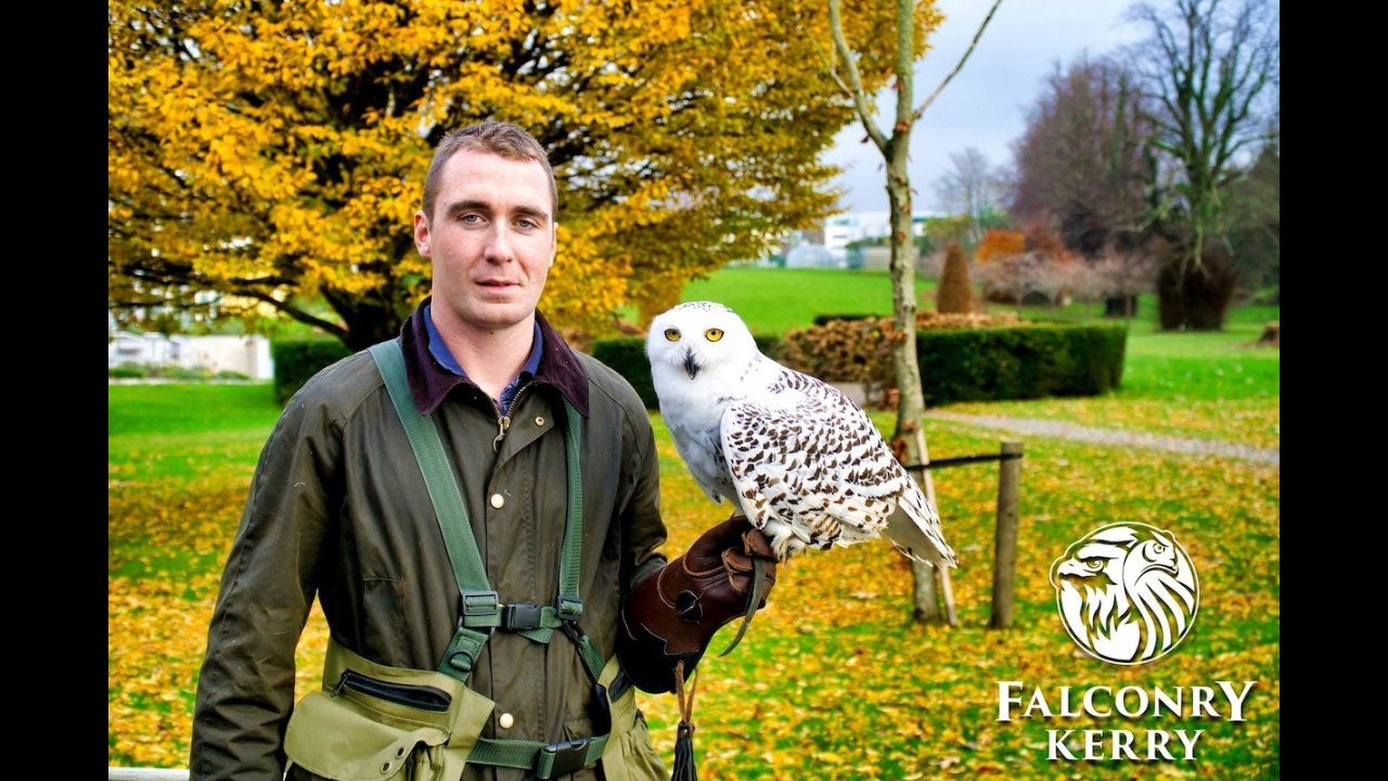 Falconry Kerry | Falconry Killarney Group experience